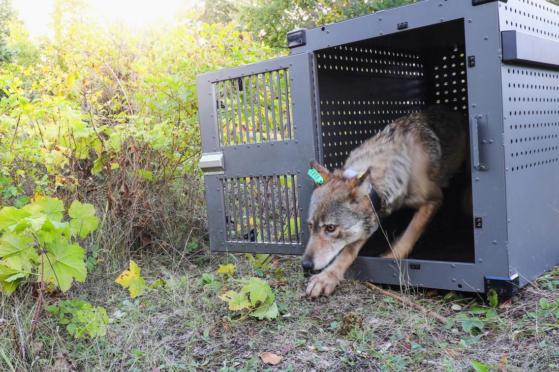 Scientists urge restoration of gray wolf protections | News, Sports ...